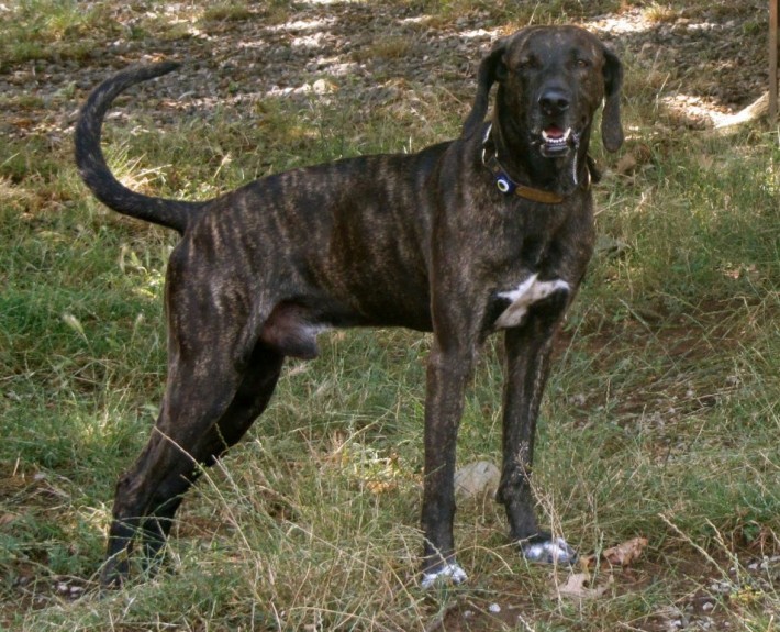 Plott Hound Breed Guide - Learn about the Plott Hound.
