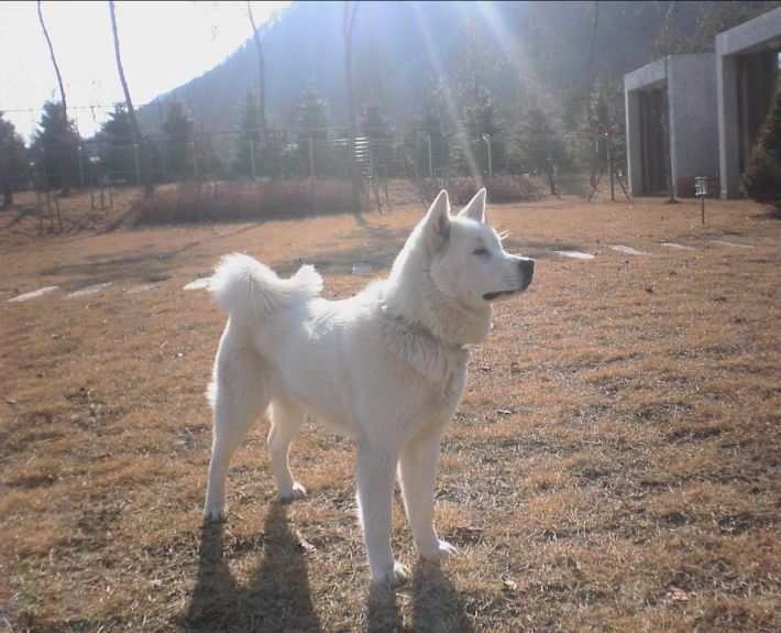 Pungsan Dog Breed Guide - Learn about the Pungsan Dog.