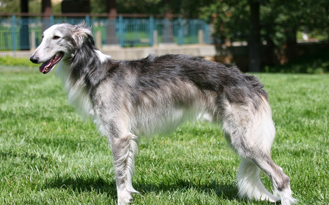 Silken Windhound Breed Guide Learn About The Silken Windhound 