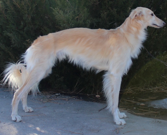 Silken Windhound Breed Guide Learn About The Silken Windhound 