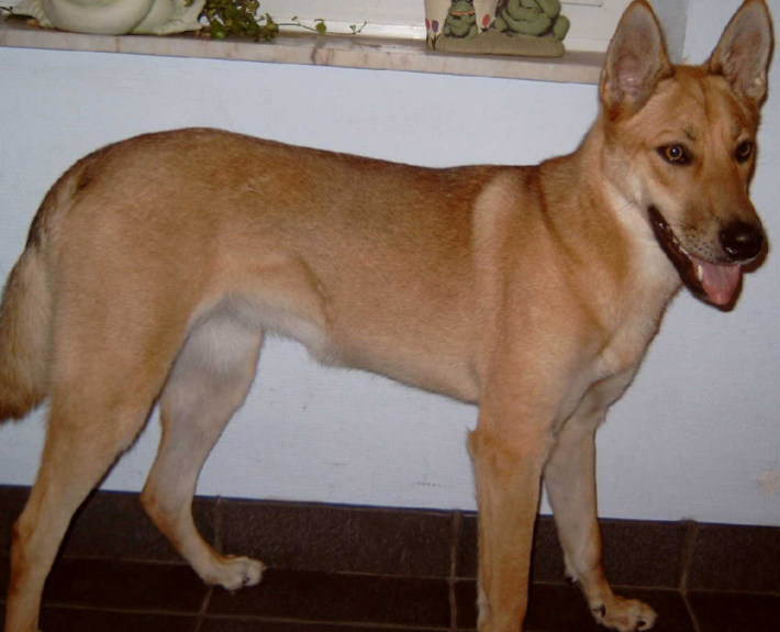 Carolina Dog Breed Guide - Learn about the Carolina Dog.