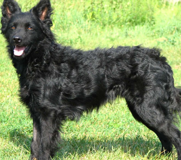 Croatian Sheepdog Breed Guide - Learn about the Croatian Sheepdog.