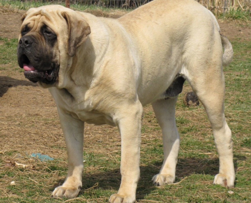 English Mastiff Breed Guide - Learn about the English Mastiff.