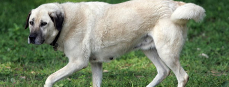 Adorable Kangal Dog - Pet Paw