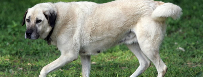 Adorable Kangal Dog - Pet Paw