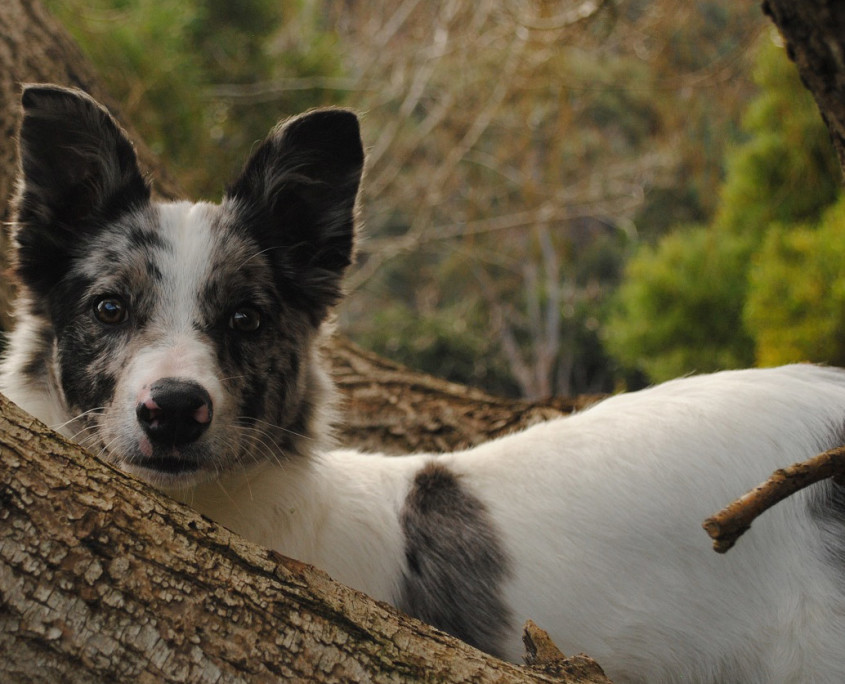 Koolie Breed Guide - Learn about the Koolie.