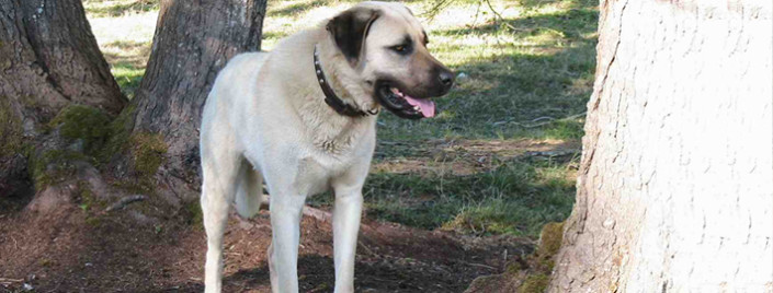Beautiful Kangal Dog - Pet Paw