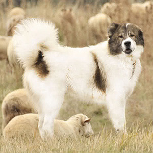 Bulgarian-Shepherd-Dog - Pet Paw
