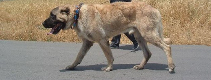 Kangal Dog Taking a Walk - Pet Paw
