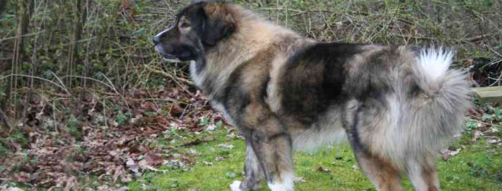 Karakachan Dog Standing - Pet Paw