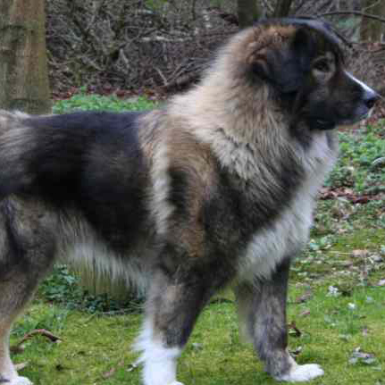 Karakachan Puppy - Pet Paw