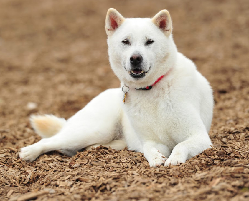 Kishu Inu Breed Guide - Learn about the Kishu Inu.
