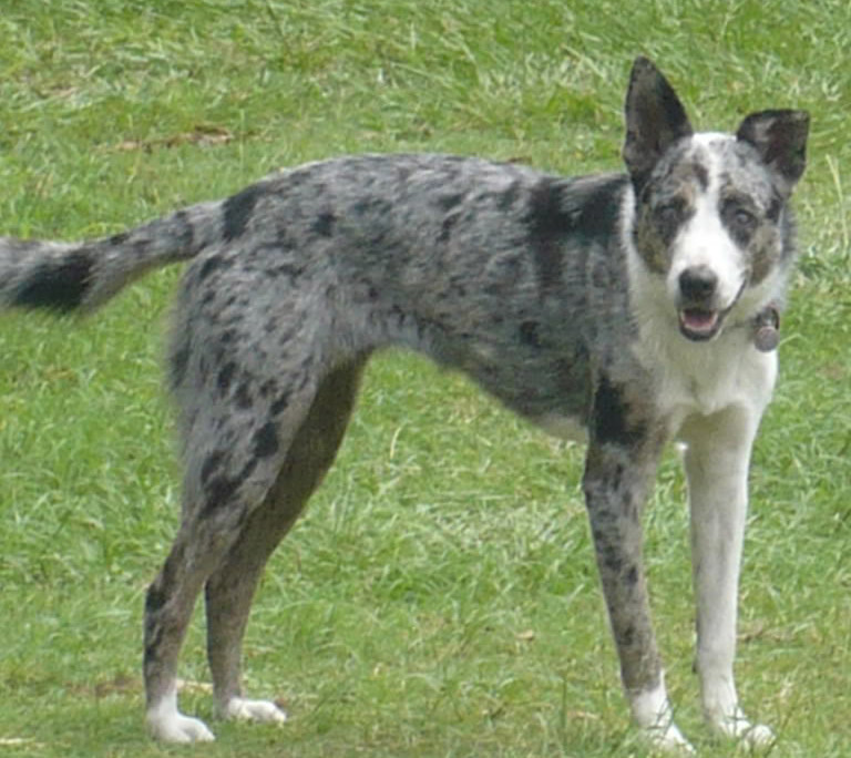 Koolie Breed Guide - Learn about the Koolie.