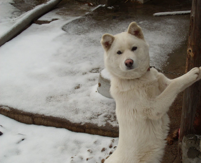 Jindo Breed Guide - Learn about the Jindo.