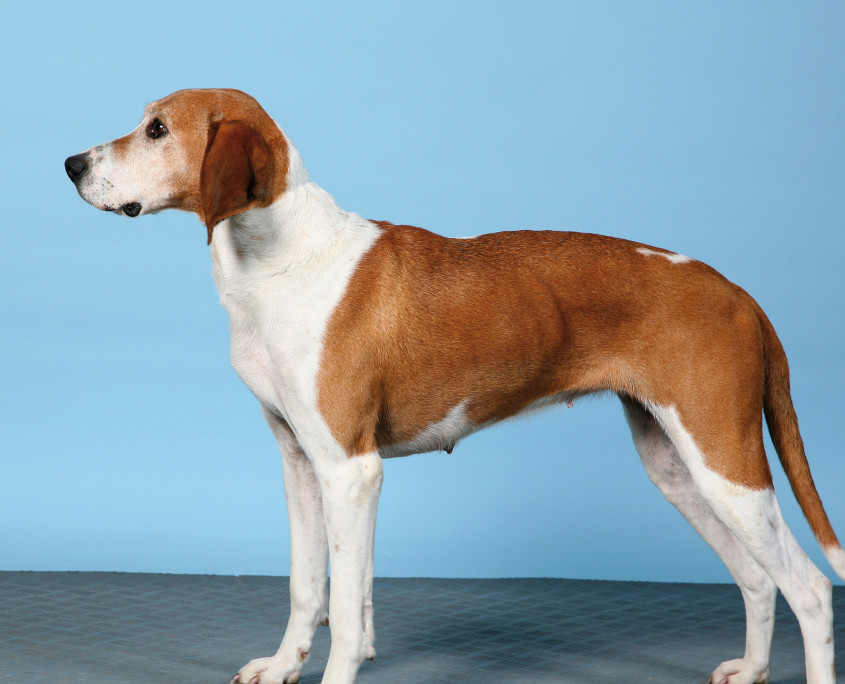 Hygenhund Breed Guide - Learn about the Hygenhund.