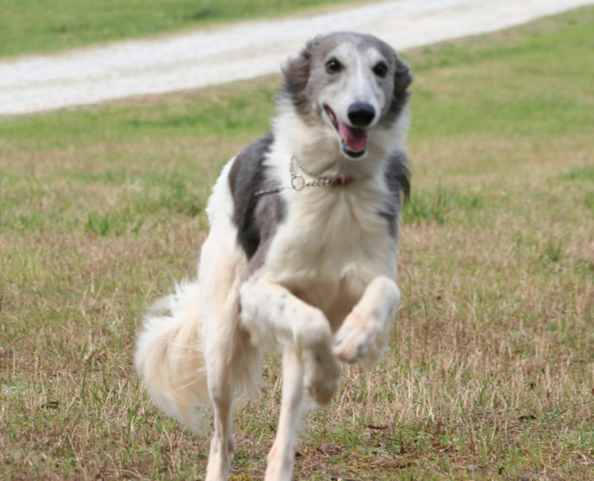 Longhaired Whippet Breed Guide - Learn about the Longhaired Whippet.
