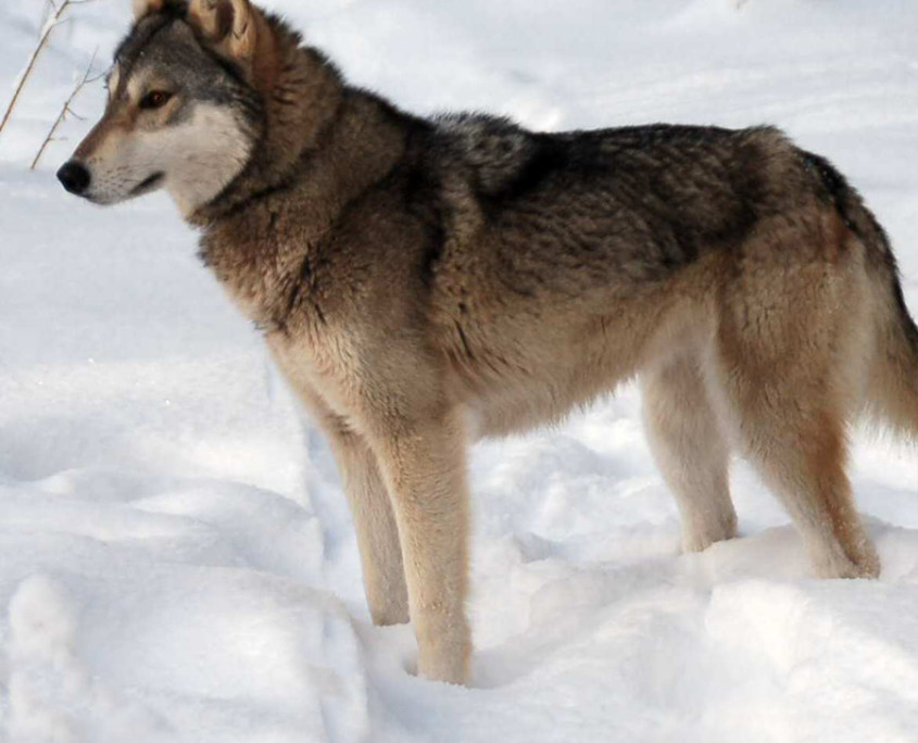 Tamaskan Dog Breed Guide - Learn about the Tamaskan Dog.