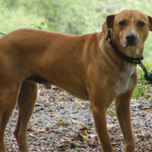 Mountain Cur - Pet Paw