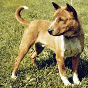 Telomian the Malaysian Dog - Pet Paw