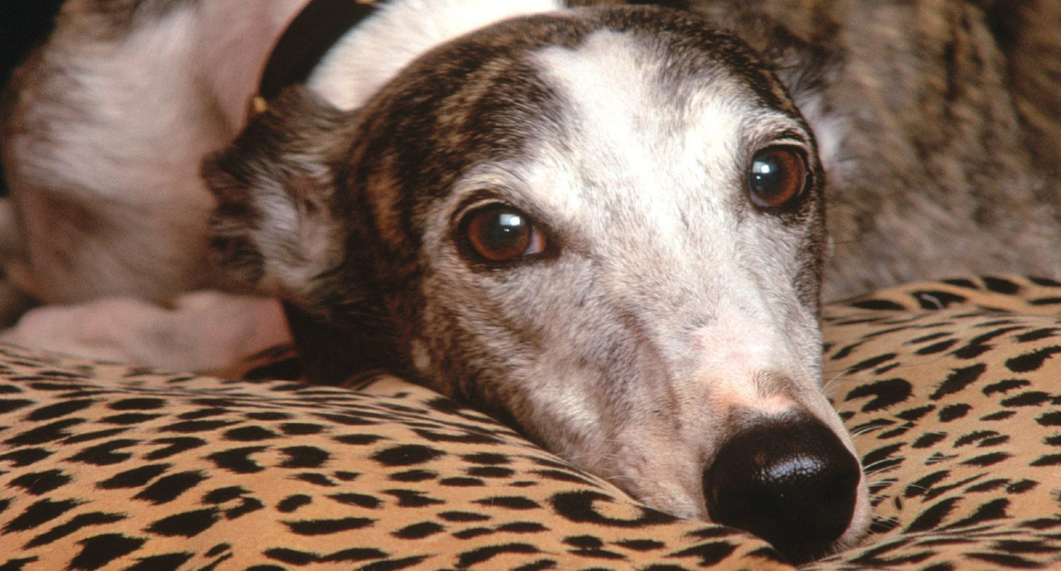 Greyhound Dog - Pet Paw