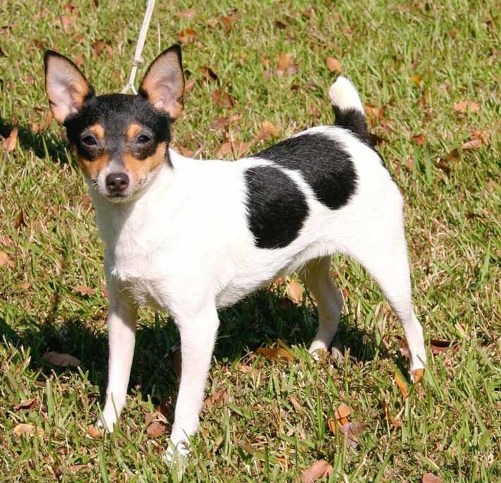 Teddy Roosevelt Terrier Breed Guide - Learn about the Teddy Roosevelt ...