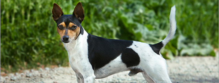 Tenterfield Terrier with Long Tail - Pet Paw