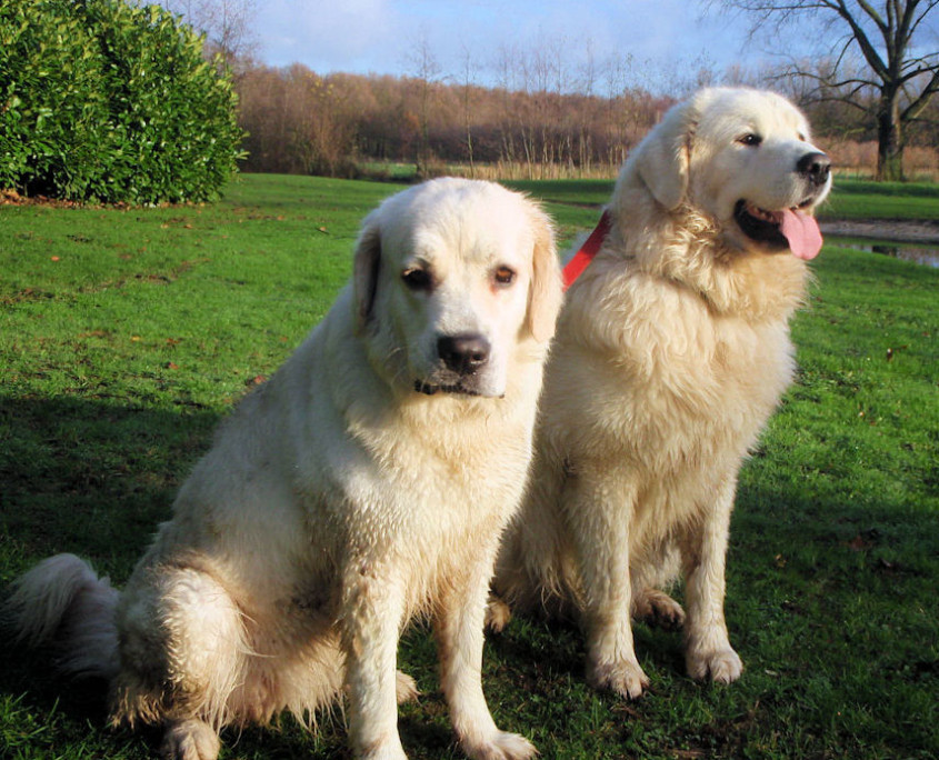 Polish Tatra Sheepdog Breed Guide - Learn about the Polish Tatra Sheepdog.