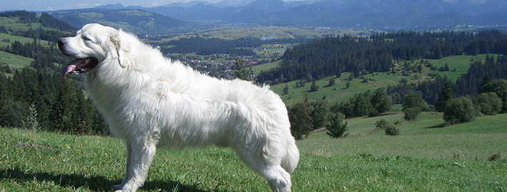 Wodka_Polski_Owczarek_Podhalanski - Pet Paw