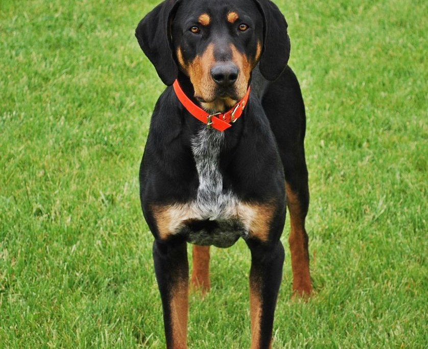 Transylvanian Hound Breed Guide - Learn about the Transylvanian Hound.