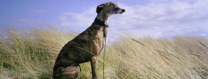 Galgo Español Breed Guide - Learn about the Galgo Español.