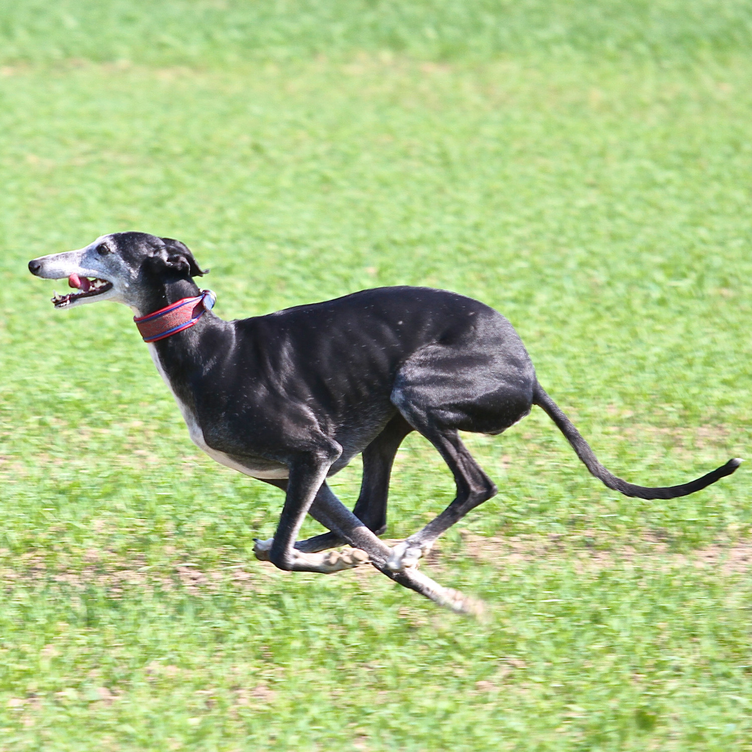 Galgo_español_running - Pet Paw